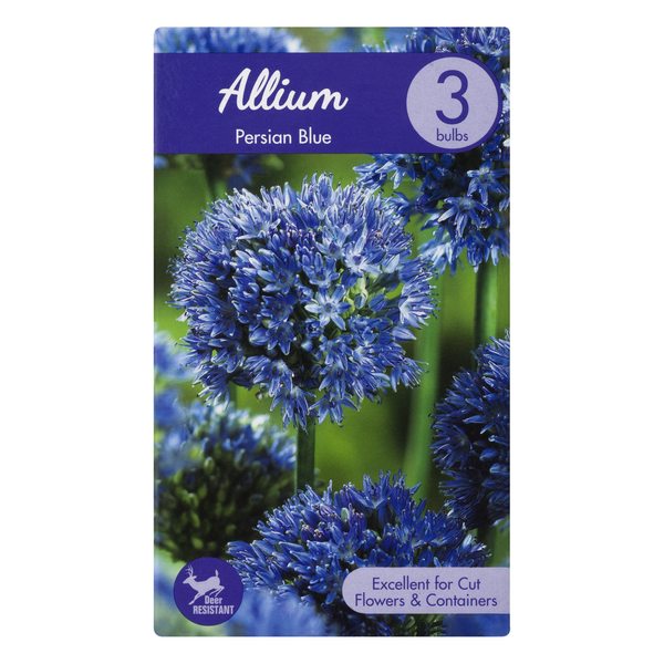 Blue Allium