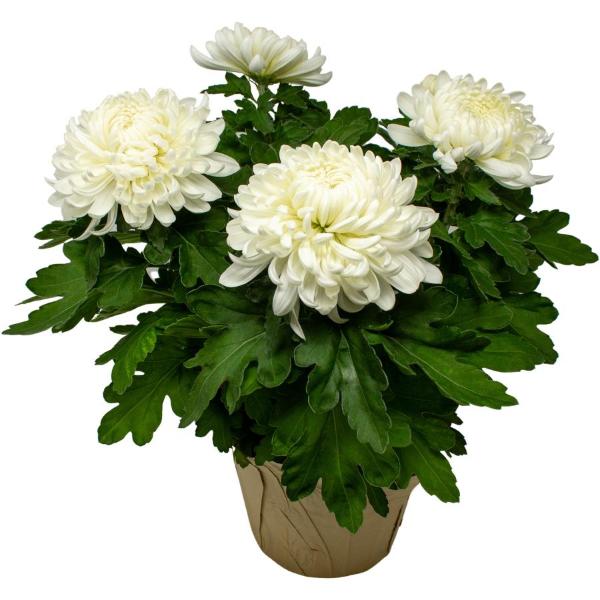 Fresh Flowers & Bouquets - Order Online & Save | Food Lion