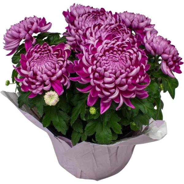 Flowers & Bouquets - Order Online & Save | Food Lion