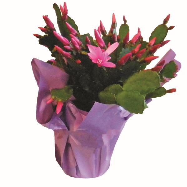 Plants & Greenery - Order Online & Save | Food Lion