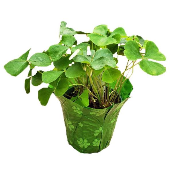 Plants & Greenery - Order Online & Save | Food Lion
