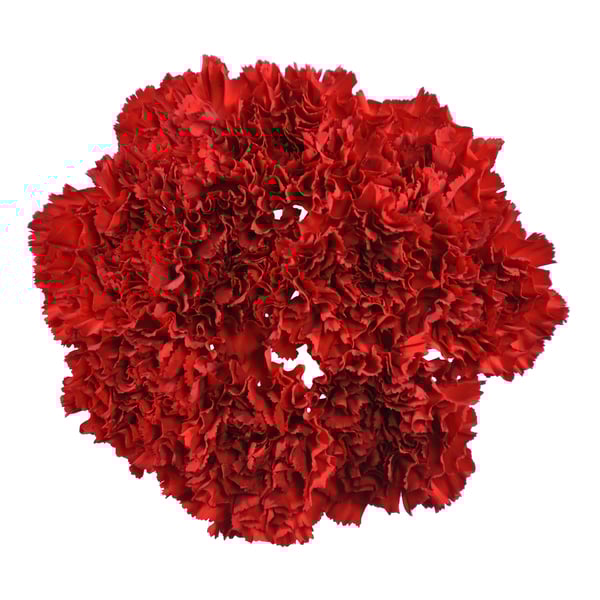 Save on Giant Carnations (Colors May Vary) Order Online Delivery | Giant