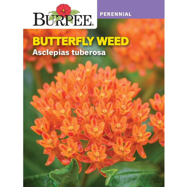 Save on Burpee Perennial Asclepias Tuberosa Butterfly Weed Order Online ...
