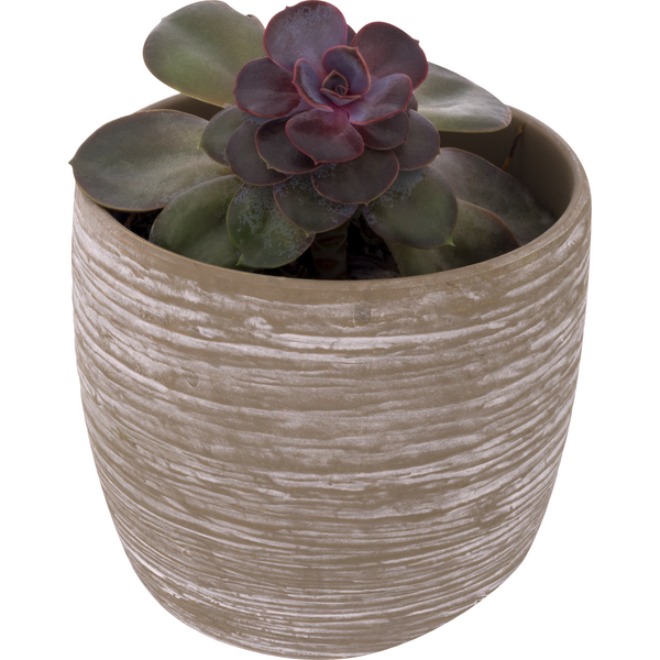 Save on Succulent Assorted in Stone Pot 6 Inch Order Online Delivery ...