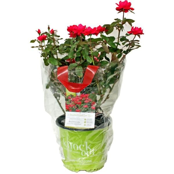Save on Knock Out Roses Plant Order Online Delivery | Food Lion