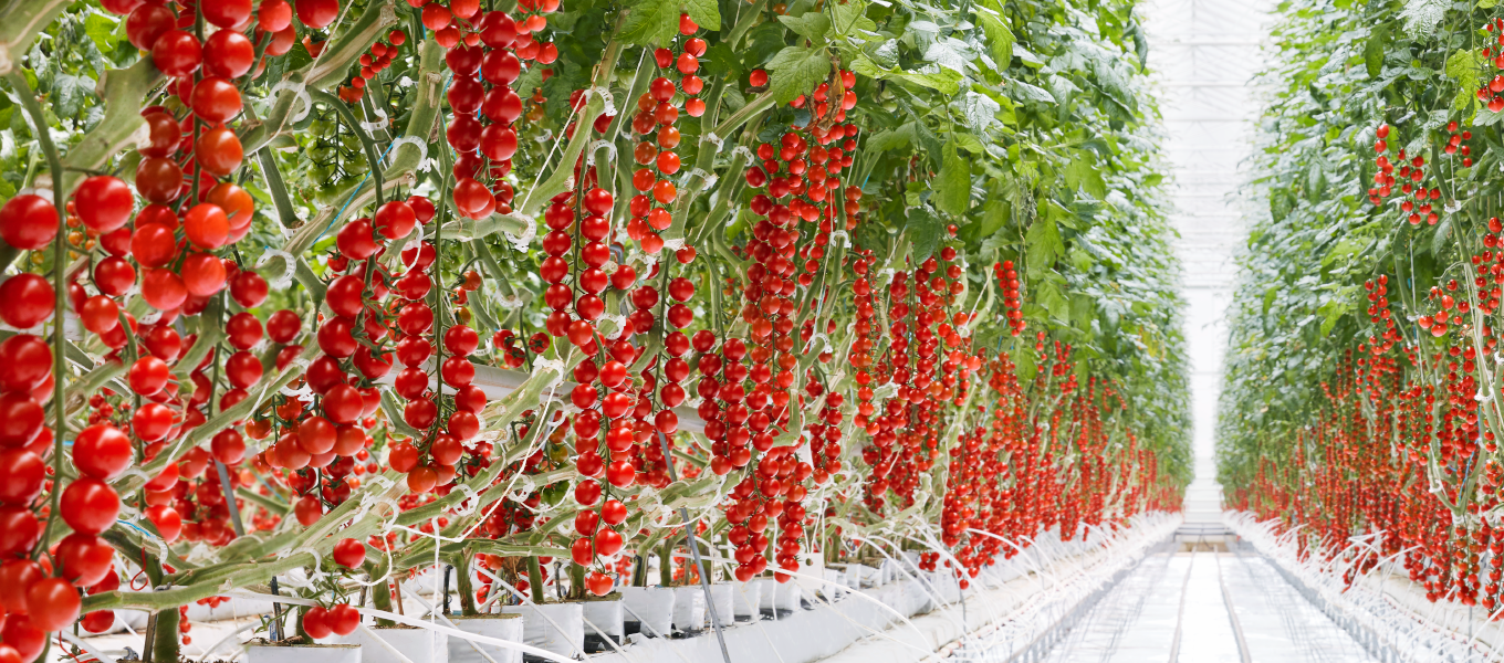 Commercial Tomatoe Greenhouse Mucci Farms Completes First Phase Of Its
