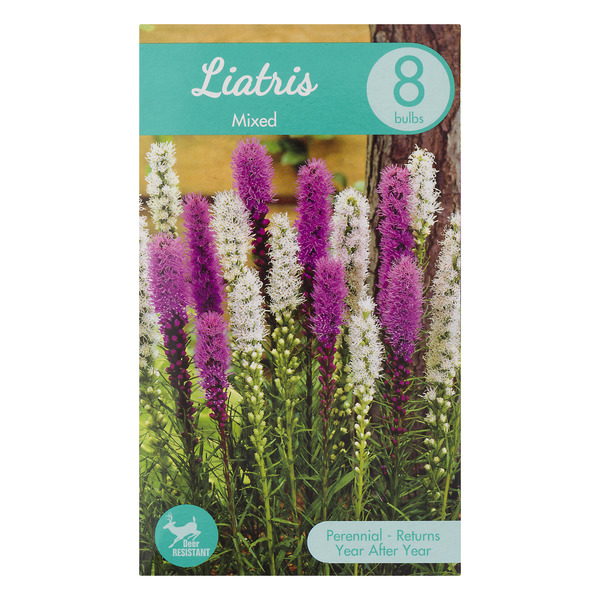 Liatris Spicata Planting Bulbs