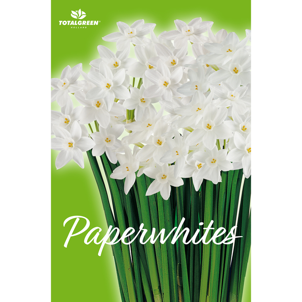 Save on TotalGreen Ziva Paperwhites Bulb Kit Order Online Delivery | Giant